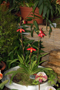 Phragmipedium Andean Fire — МИР ОРХИДЕЙ