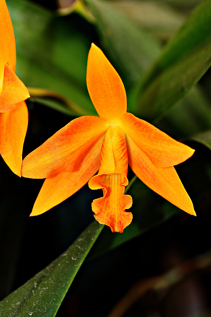Cattlianthe A Bit Tricky - МИР ОРХИДЕЙ